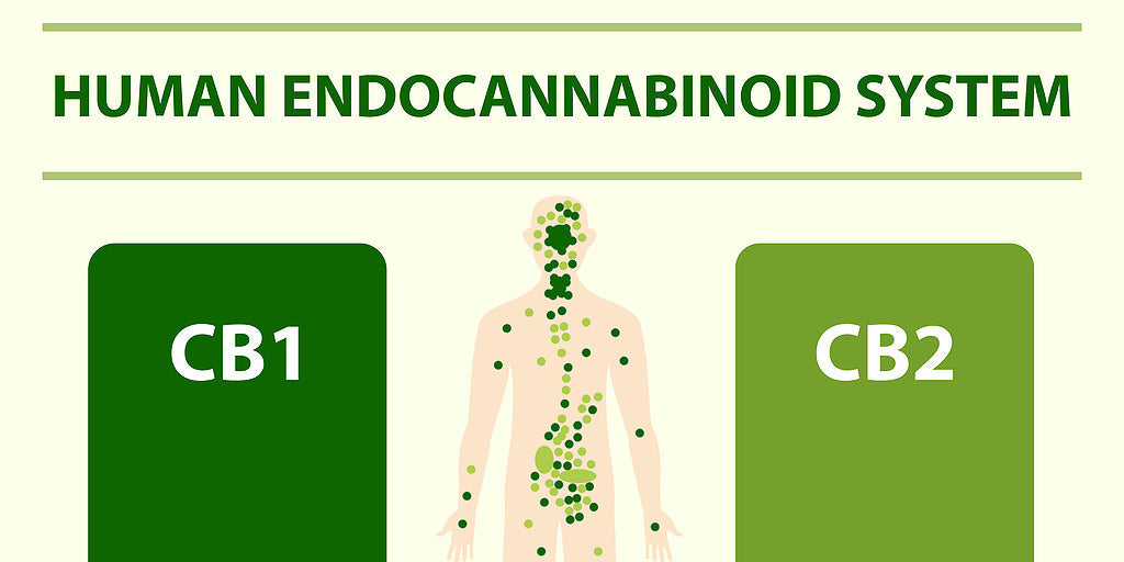 Achieving Homeostasis Naturally with the Endocannabinoid System ...